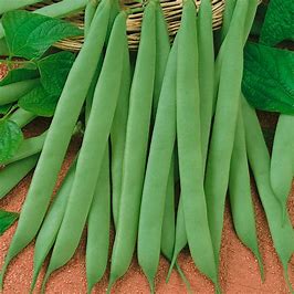 Legume Seeds | Peas & Beans | Alexandra Seeds