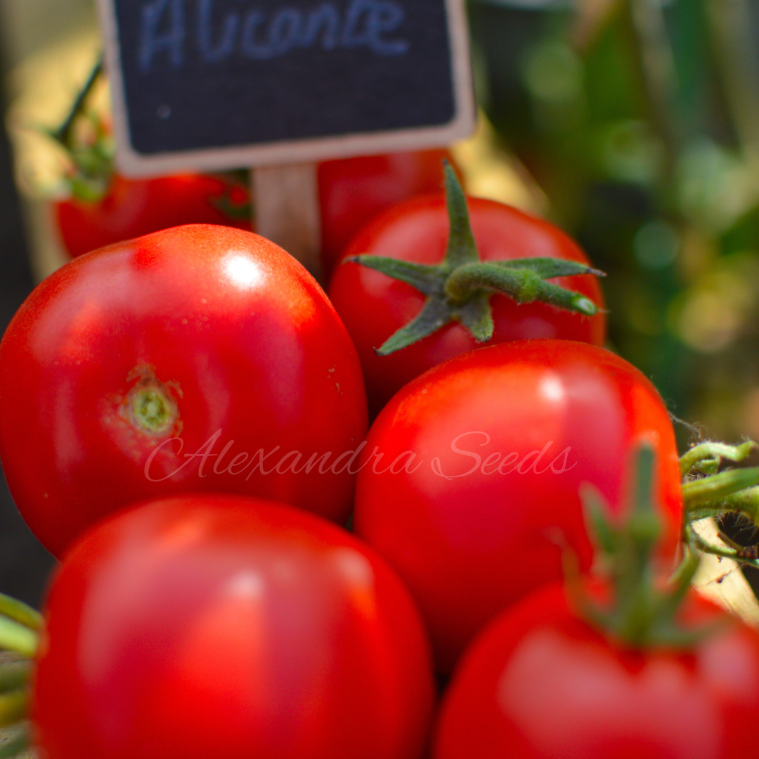 Heritage Seeds | Traditional Vegetables, Tomatoes, Herbs & Salads ...
