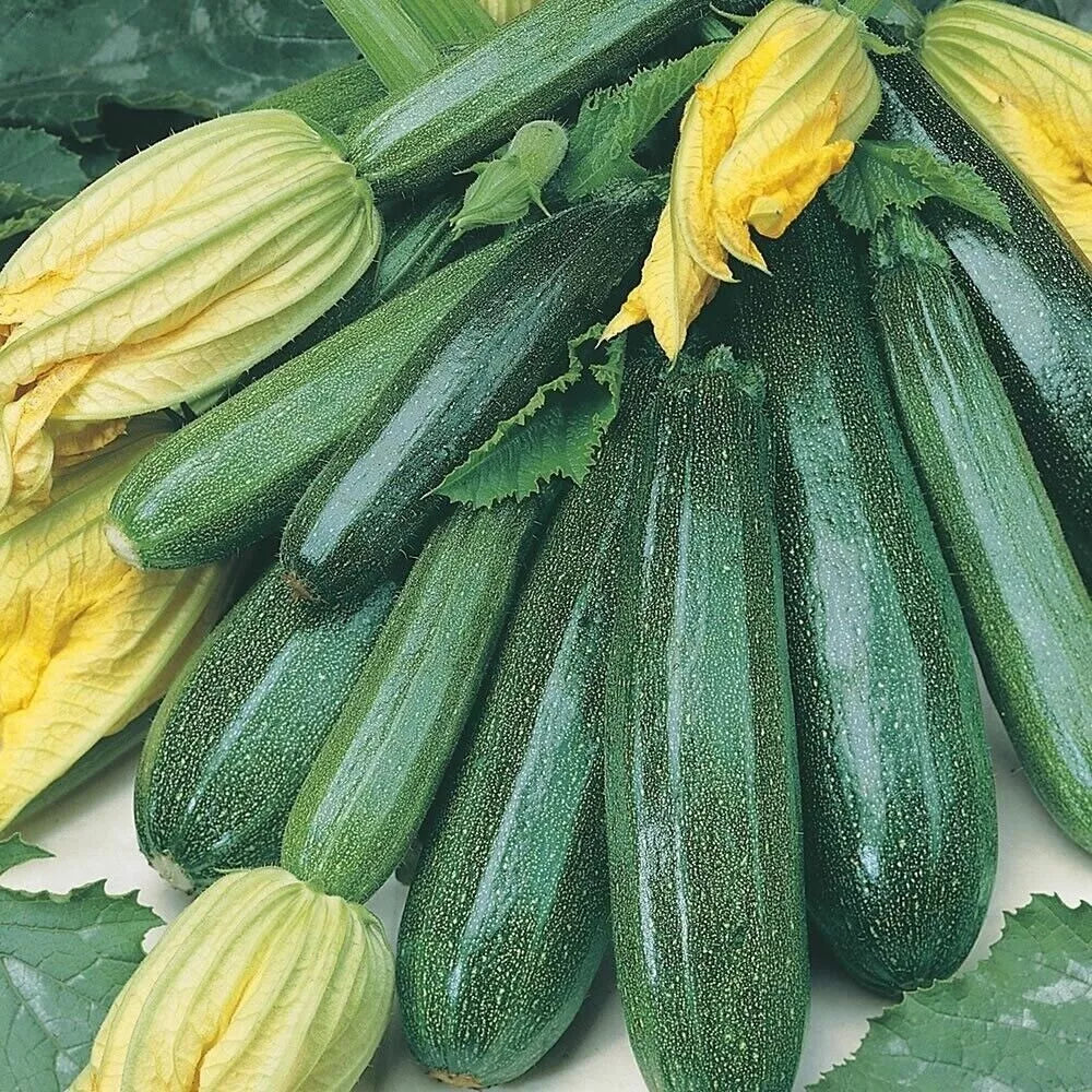 Courgette Seeds - All Green Bush | Compact, Great for Containers, Pots ...