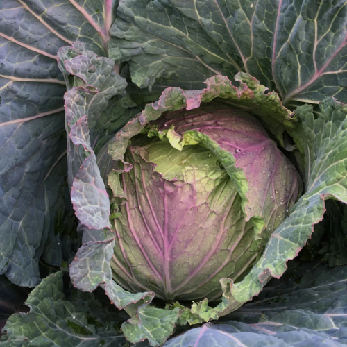Savoy Cabbage January King Seeds | Heritage Purple Winter Frost Resist ...