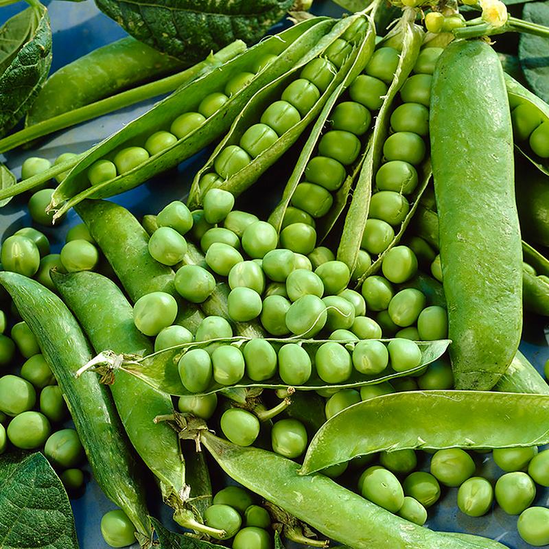 Kelvedon Wonder Early Crop Pea Vegetable Seeds | Heavy Cropping | 250 ...