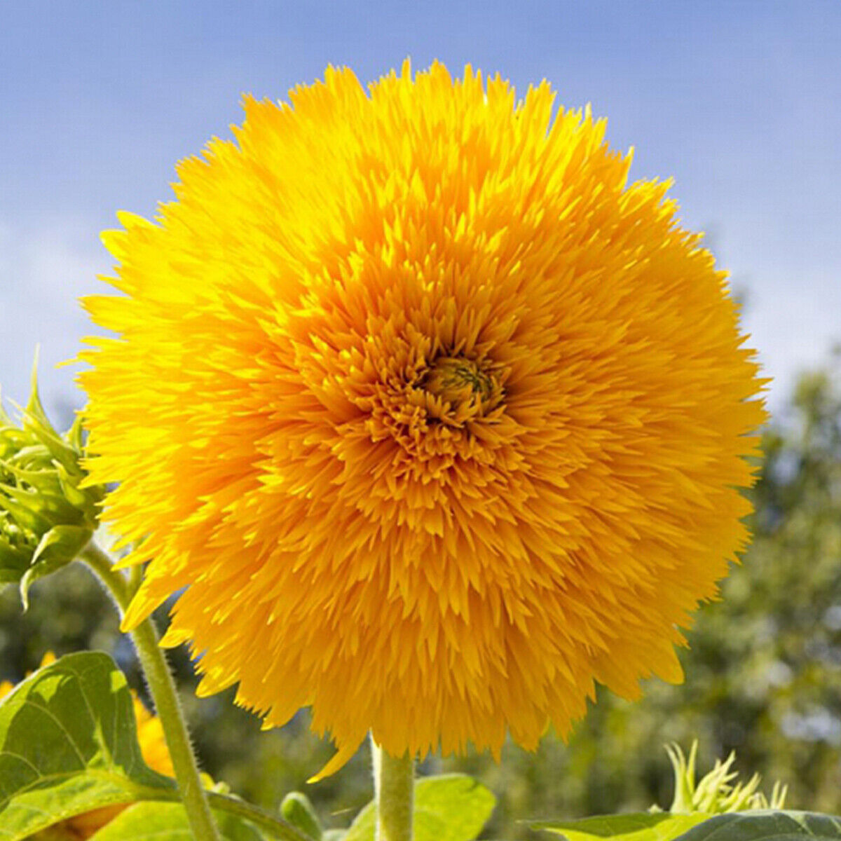 Dwarf Teddybear Fluffy Sunflower Seeds | 30 Teddy Bear Sunflowers, Gre ...