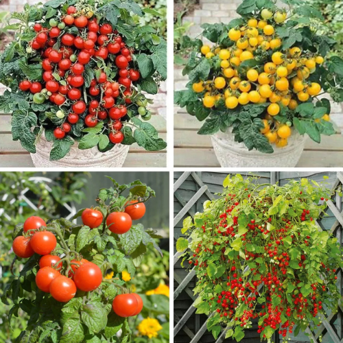 Tomato Seeds Bundle - Tiny Micro Tomatoes, Great for Small Pots, Patio ...